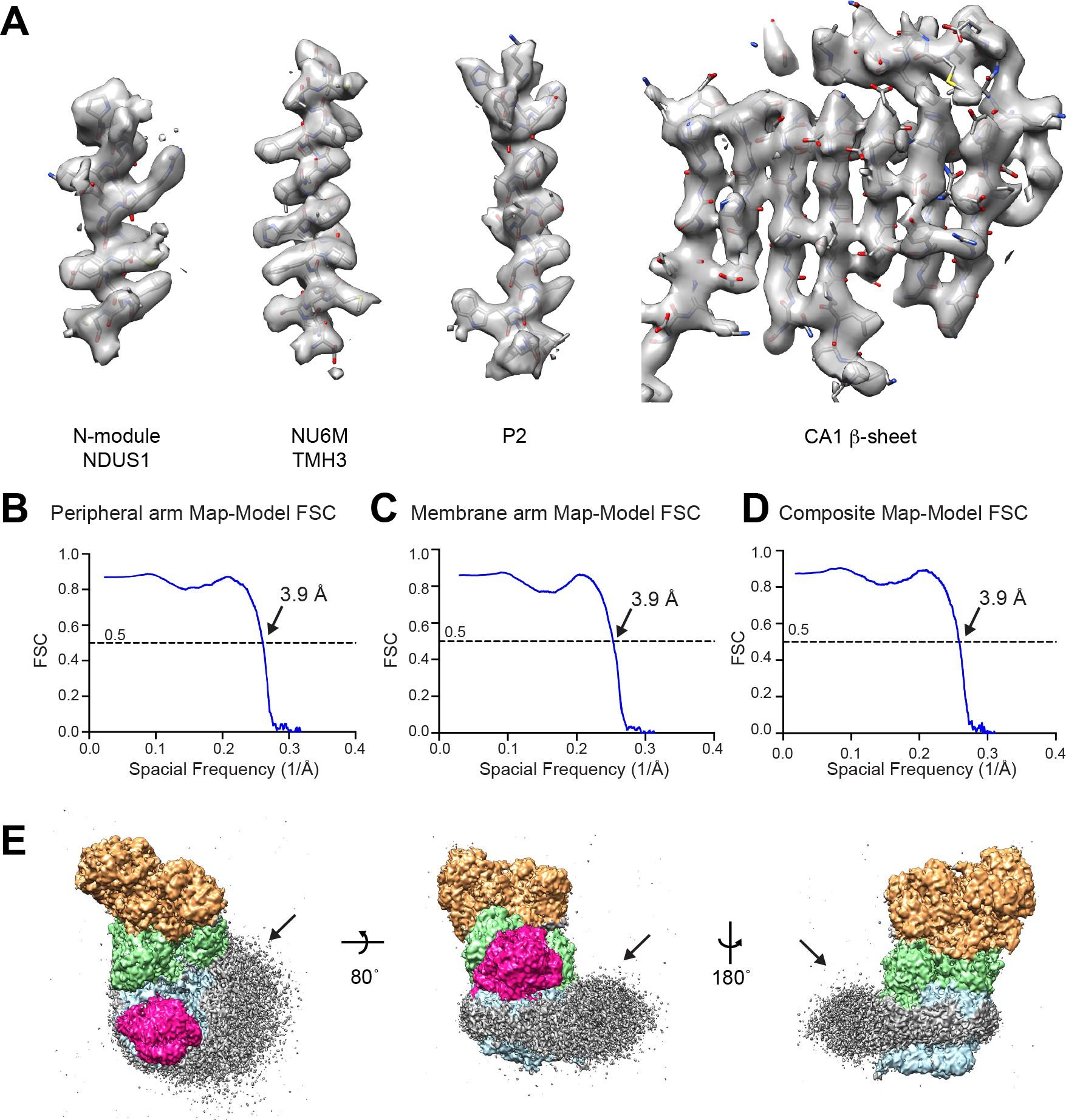 Biological Electron Microscopy Facility - Atomic structure of a ...